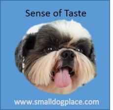 Dogs Sense of Taste: Tasty Tidbits of Info