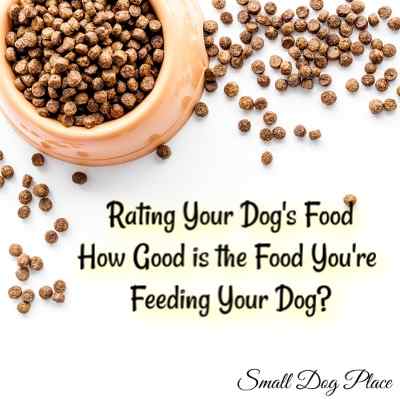 Feeding Dogs: Guide to Small Breed Dog Diet