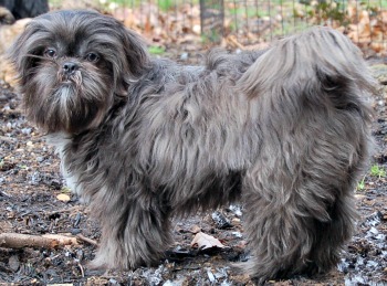 About Janice Jones - Small Dog Place