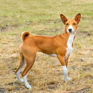 All Small Dog Breed List: A to Z with Pictures & Descriptions