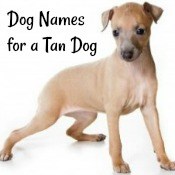 Ultimate Dog Names Resource: Index to All Dog and Puppy Names
