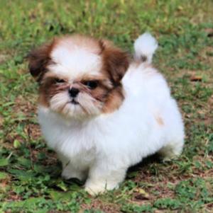 Small Dog Place: The Ultimate Resource About Small Dogs