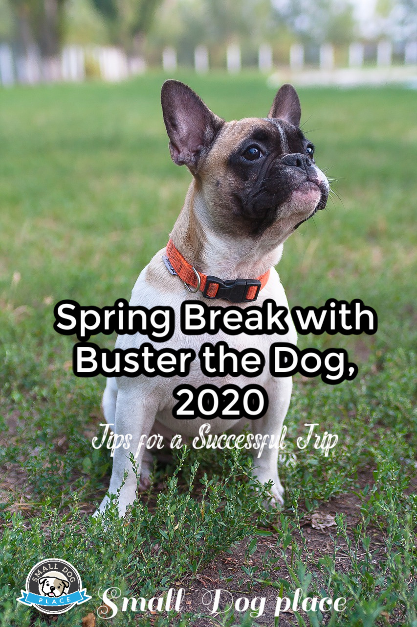 Spring Break With Buster the Dog 2024: Tips for a Successful Trip