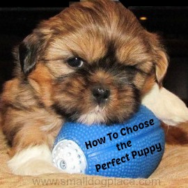 Puppy Behavior: Small Dogs