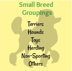 Small Dog Place: The Ultimate Resource About Small Dogs