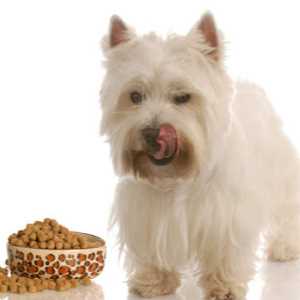 Small Dog Place: The Ultimate Resource About Small Dogs