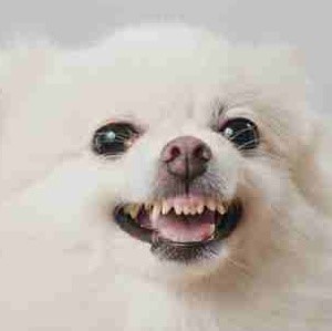 Small Dog Place: The Ultimate Resource About Small Dogs