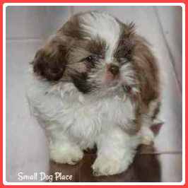 Small Dog Place: The Ultimate Resource About Small Dogs