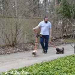 Small Dog Place: The Ultimate Resource About Small Dogs