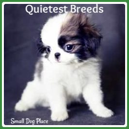 Small Dog Place: The Ultimate Resource About Small Dogs