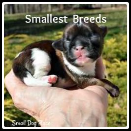 Small Dog Place: The Ultimate Resource About Small Dogs