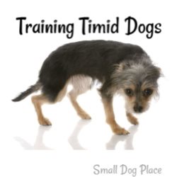 Have a Nervous Dog or Puppy? 7 Ways to Help a Shy or Anxious Dog