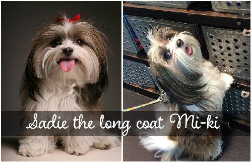 Mi-Ki Dogs: Could This Just be the Perfect Breed for You?