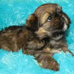 Small Dog Place: The Ultimate Resource About Small Dogs