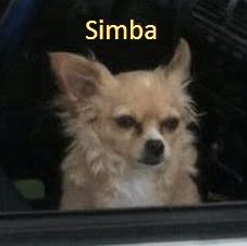 Disney Dog Names for Boys