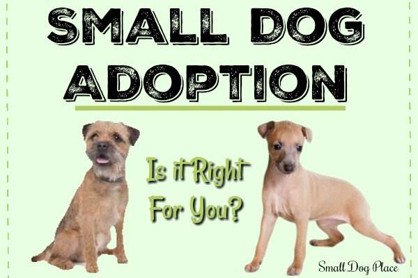 Guide to Small Dog Adoption: Are You Ready to Adopt?