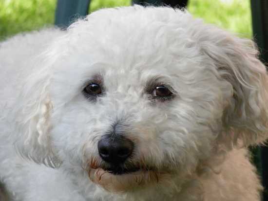 Bolognese - Small Breed Dogs