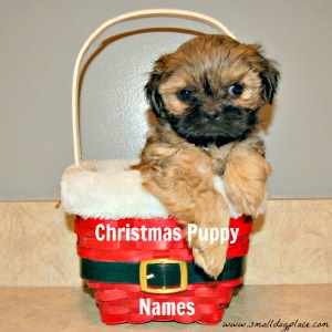 Christmas Puppy Names - Small Dog Place