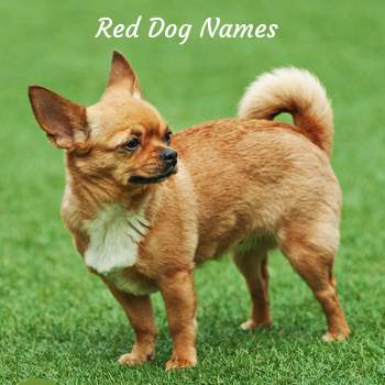 100 Clever Dog Names for a Blue or Gray Dog