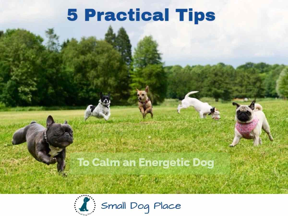Calming Energetic Small Dogs: 5 Practical Tips to Try Now